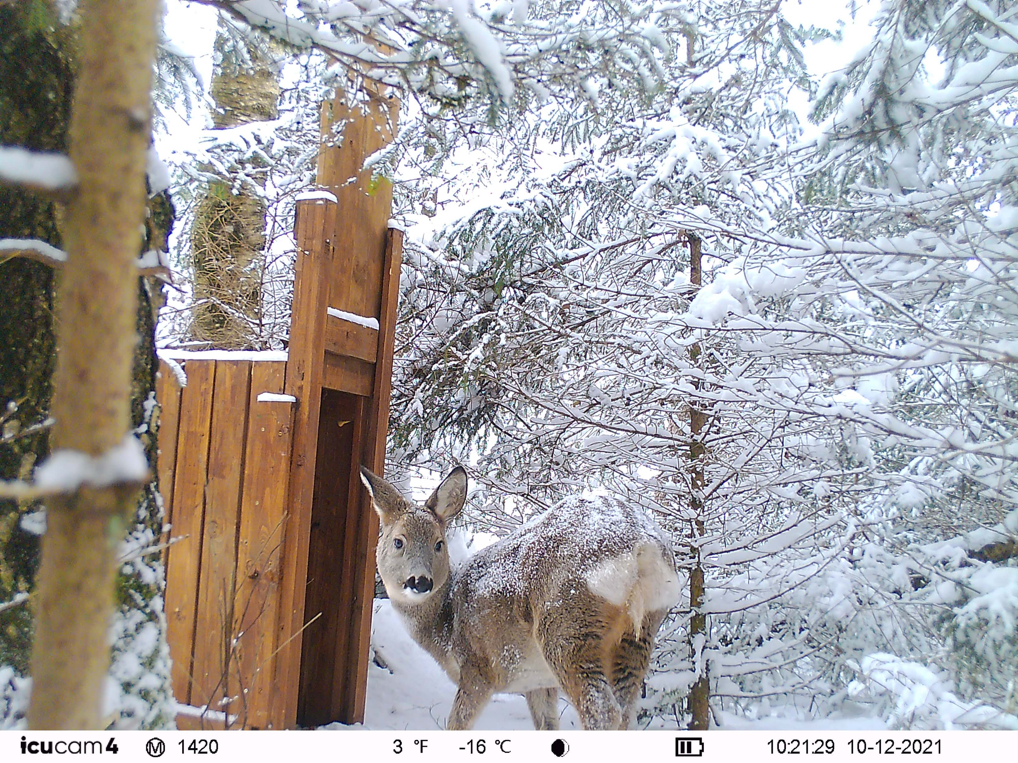 CLOM in Action: LWF Research project to reduce mowing deaths of fawns ...