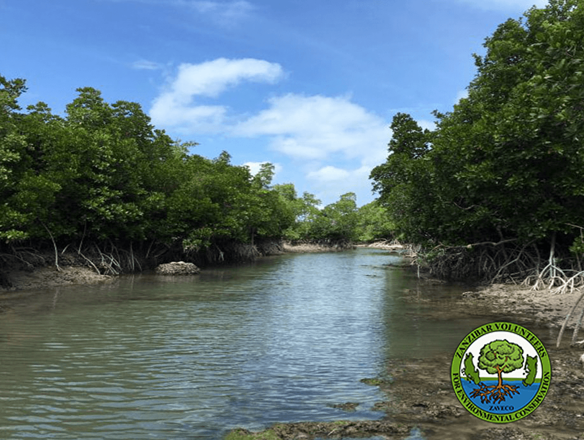 ZAVECO protects mangrove trees with ICU CLOM technology – ICUserver GmbH